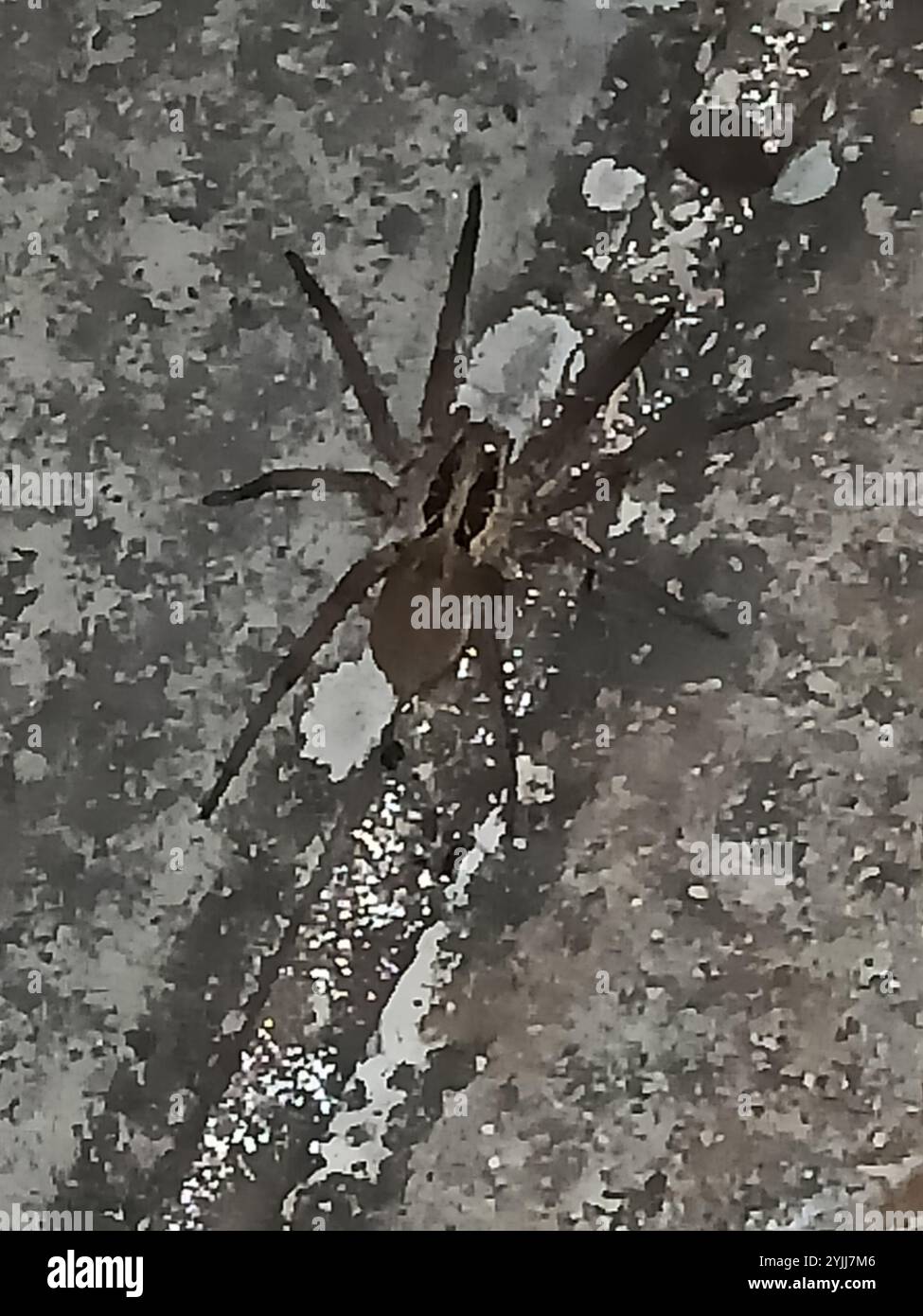 Radiated Wolf Spider (Hogna radiata Stock Photo - Alamy