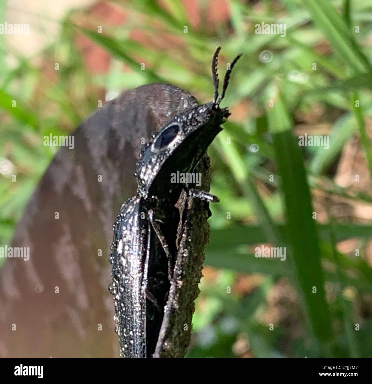 Eastern Eyed Click Beetle (Alaus oculatus Stock Photo - Alamy