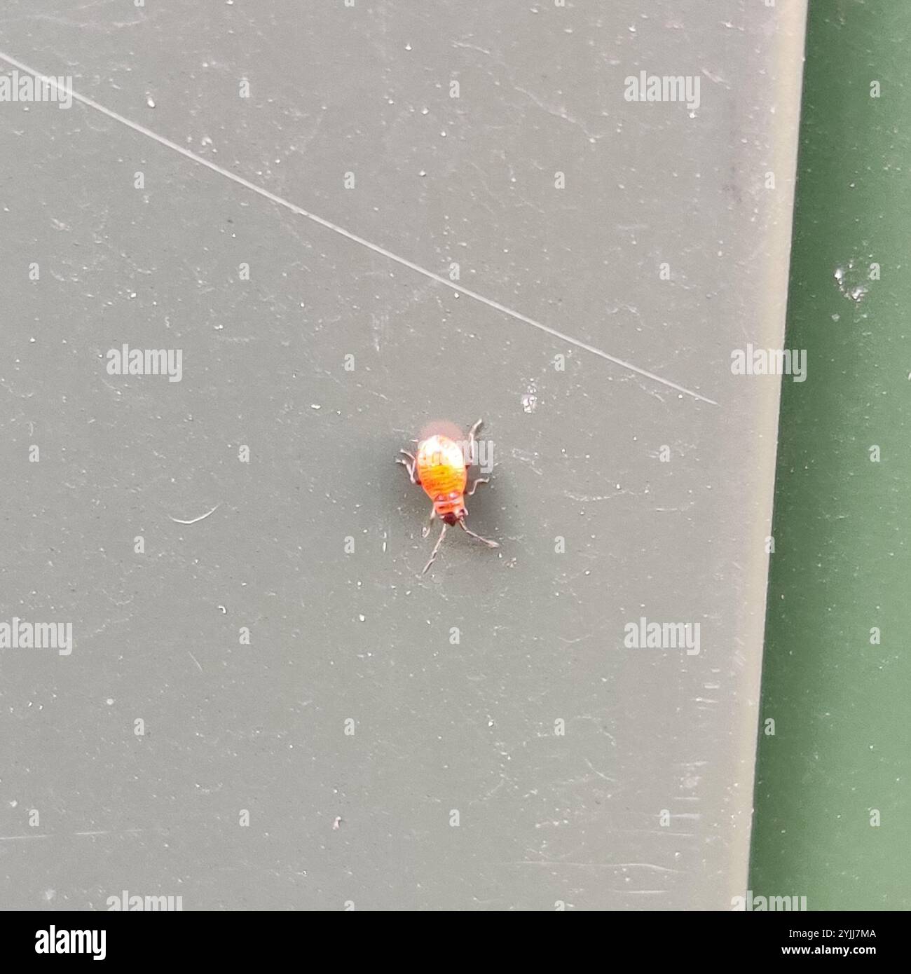True Bugs (Heteroptera Stock Photo - Alamy