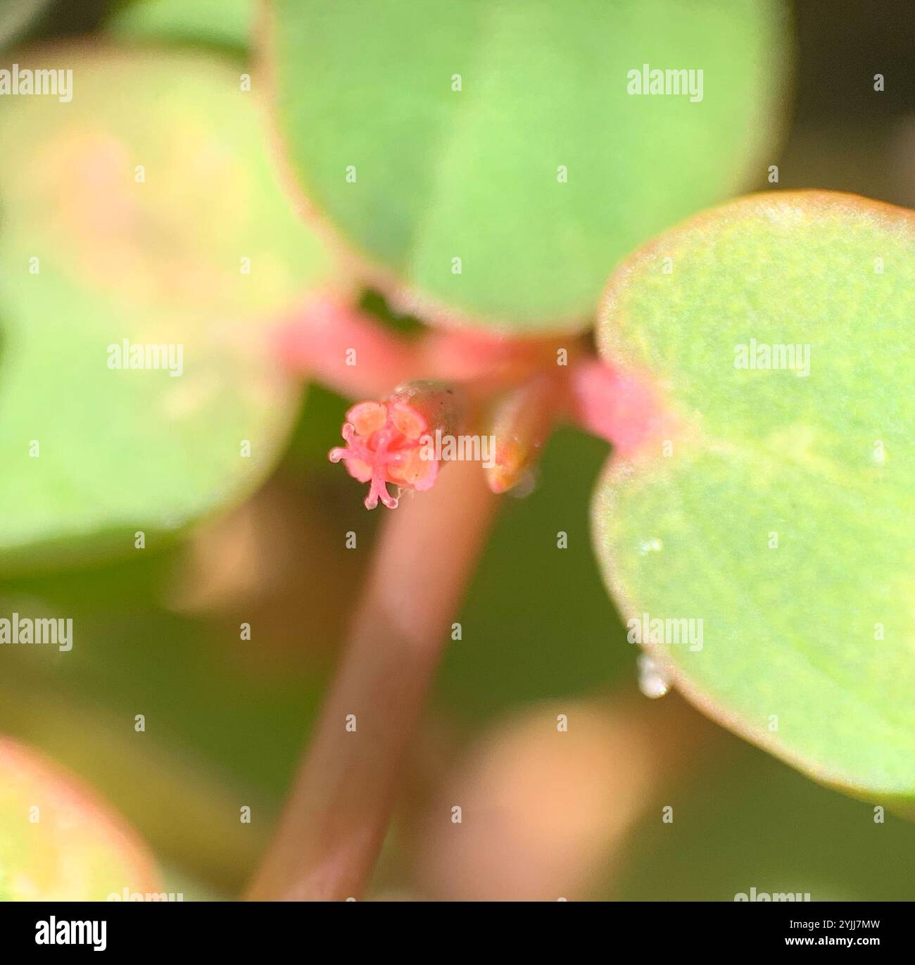 limestone sandmat (Euphorbia blodgettii Stock Photo - Alamy