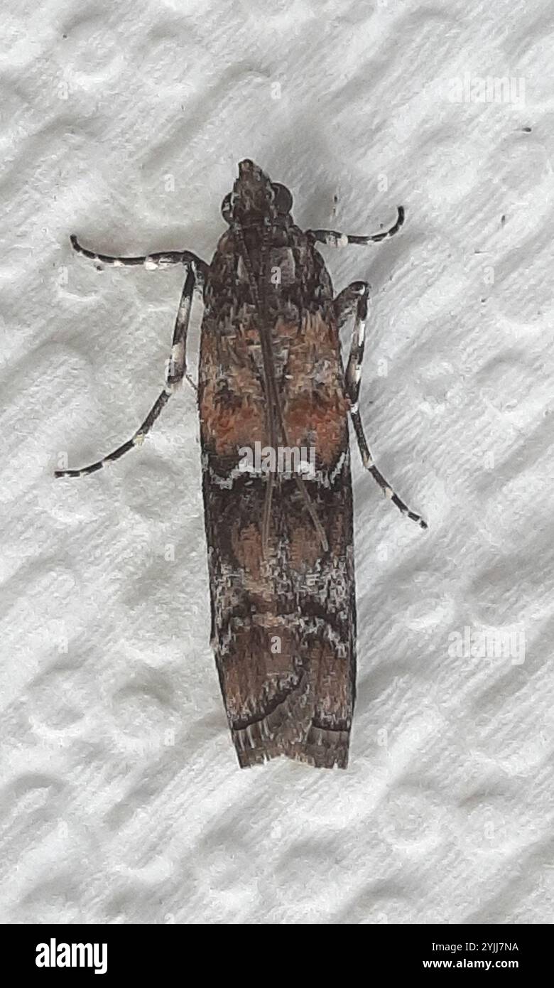 Zimmerman Pine Moth (Dioryctria zimmermani Stock Photo - Alamy