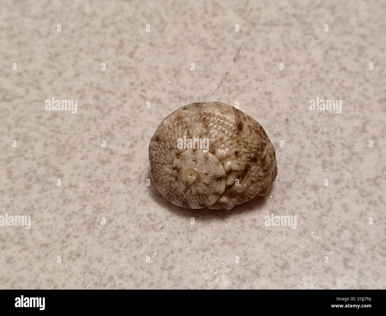 Turban Snails (Turbinidae Stock Photo - Alamy