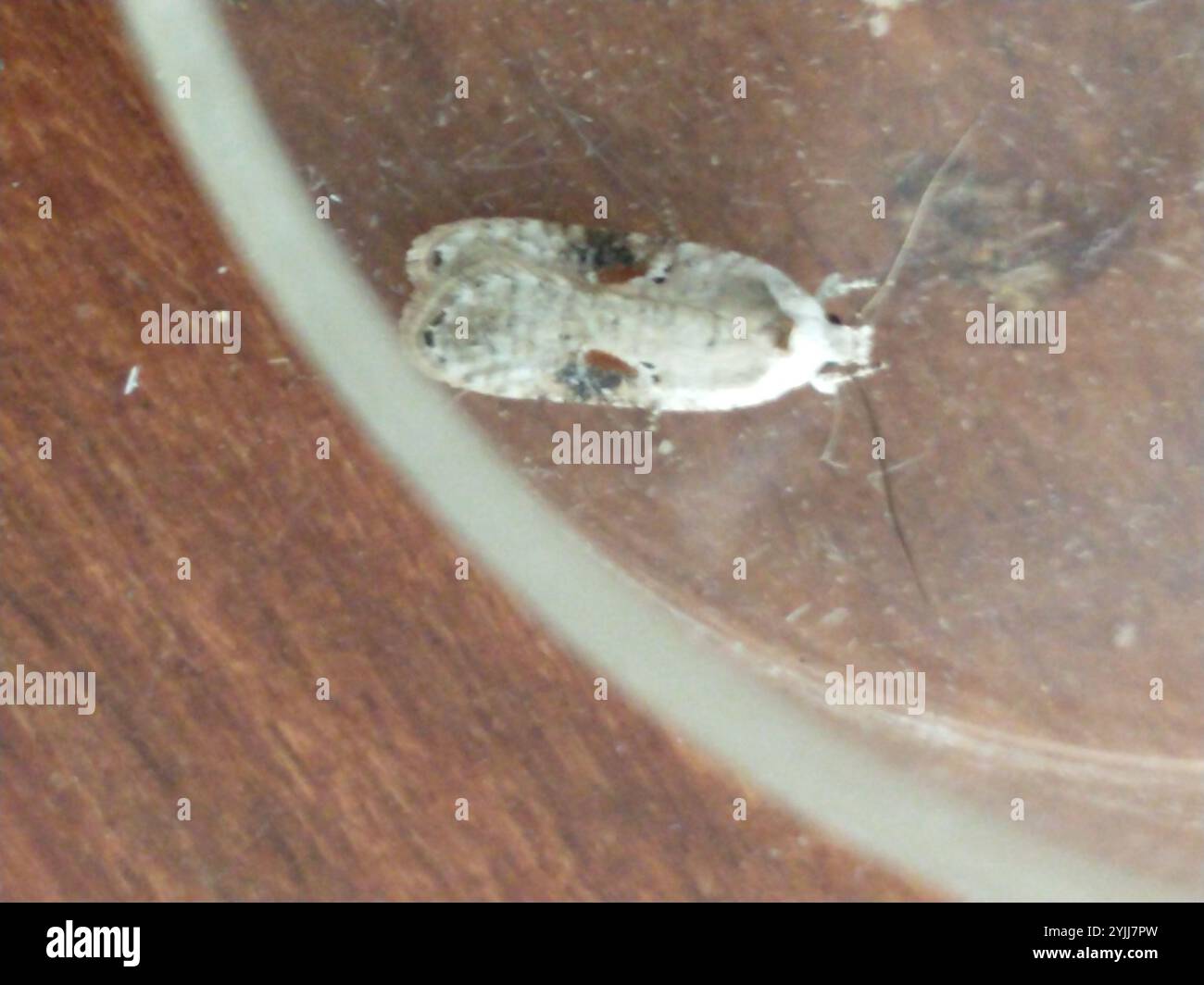 Poison hemlock moth (Agonopterix alstroemeriana Stock Photo - Alamy