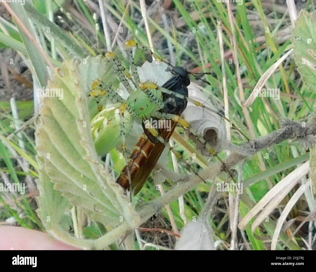 Mydas maculiventris hi-res stock photography and images - Alamy