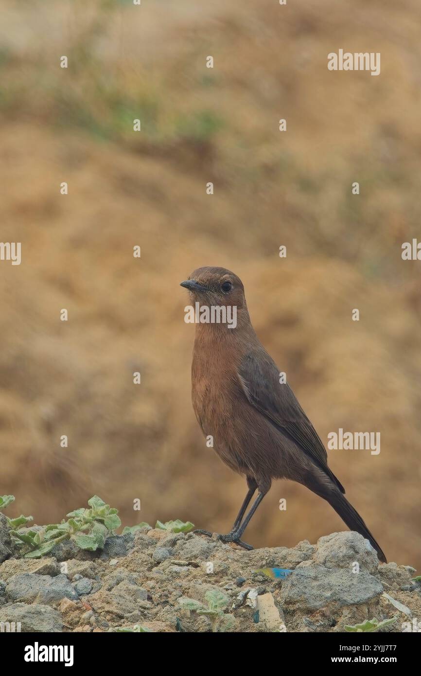 Brown Rock Chat or Indian Chat (Cercomela fusca) standing on the ground ...