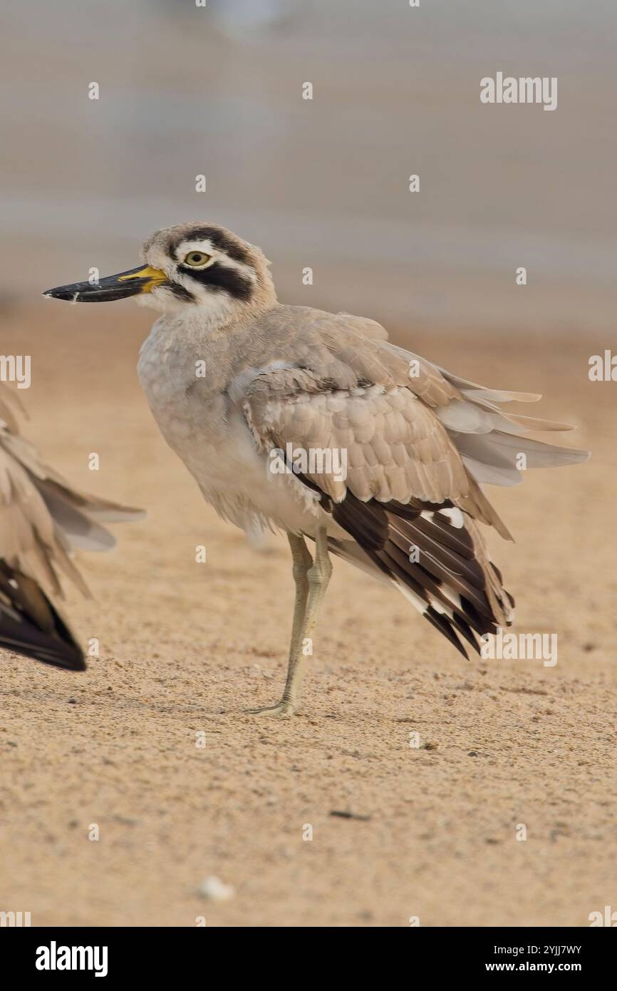 Indian stone curlew thick hi-res stock photography and images - Alamy