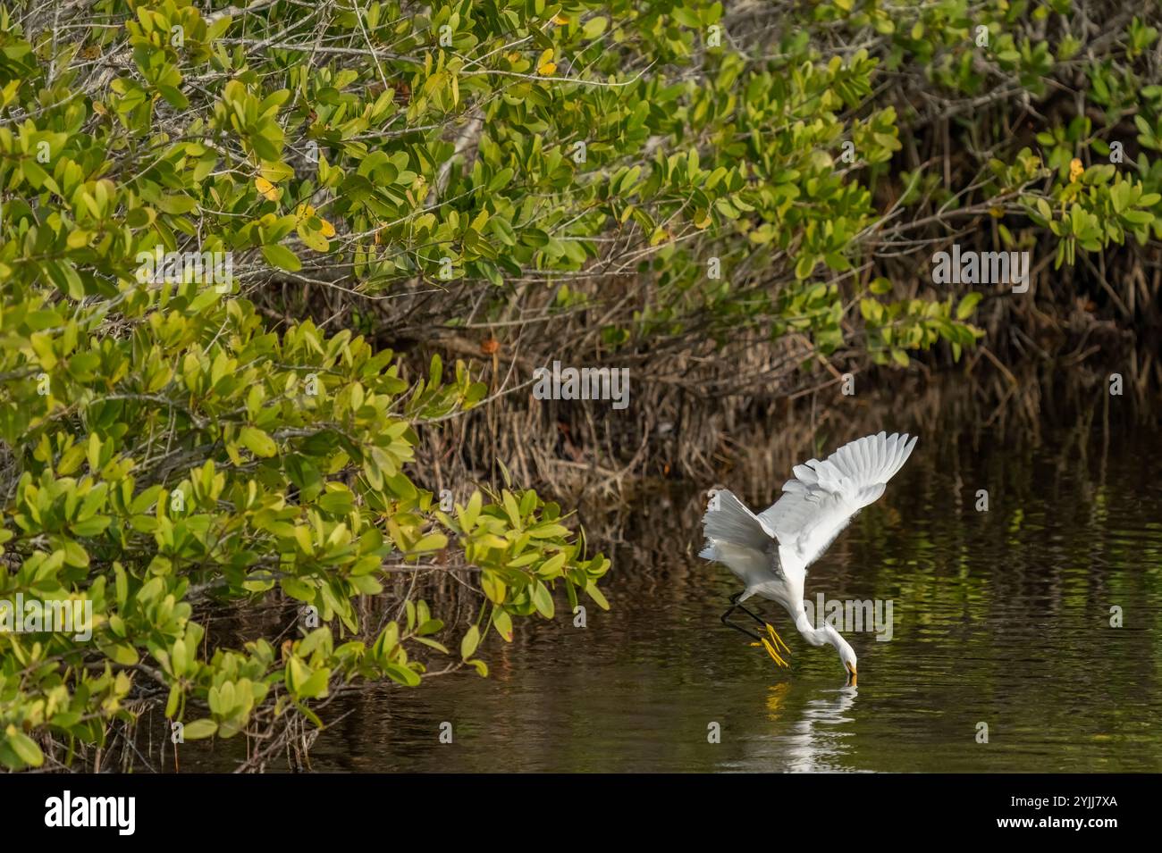 Great Egret, Merritt Island National Wildlife Refuge, Florida Stock ...