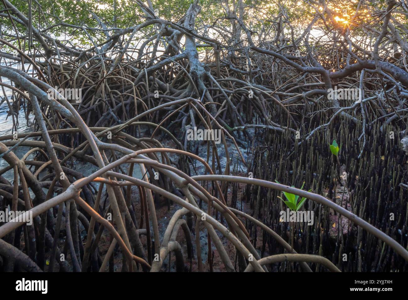 Red mangroves, near Fort Pierce, Florida Stock Photo - Alamy