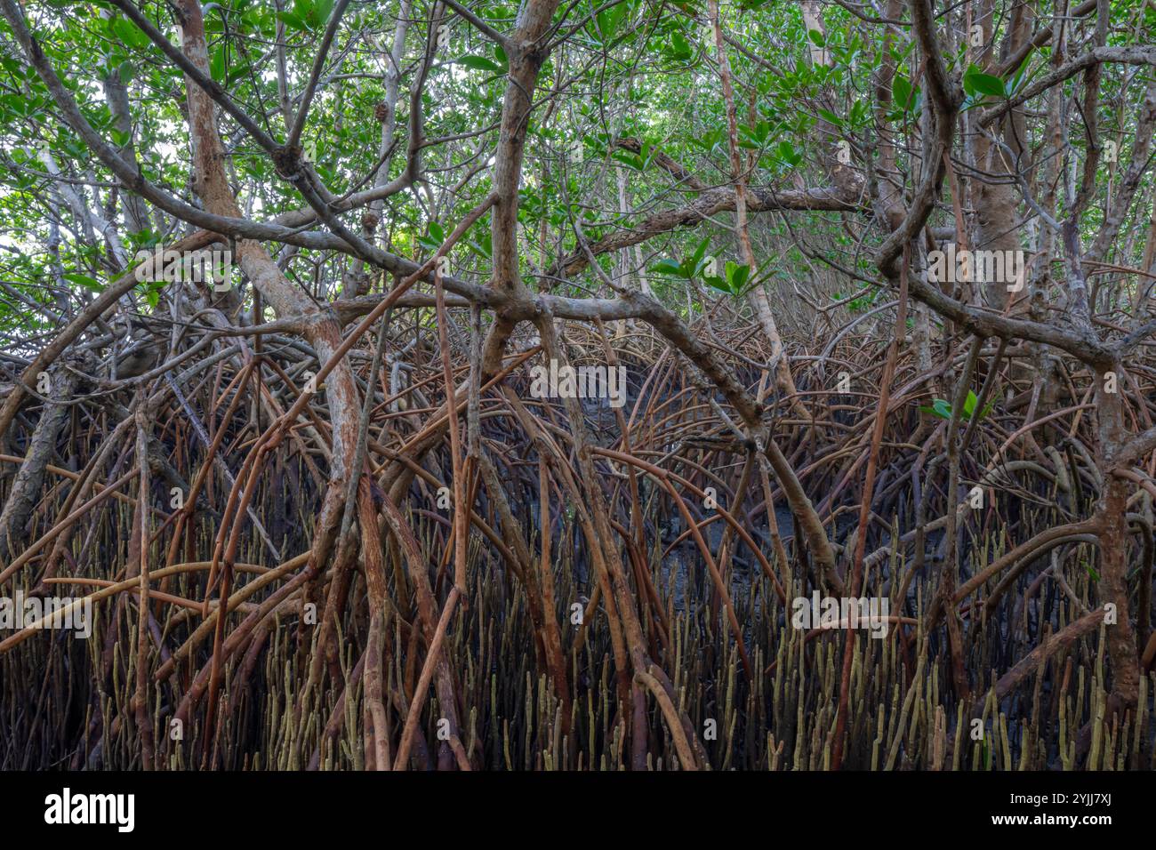 Red mangroves, near Fort Pierce, Florida Stock Photo - Alamy