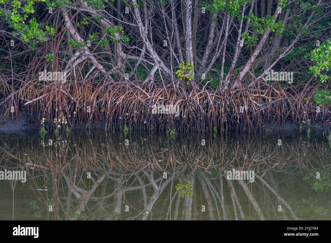 Red mangroves, near Fort Pierce, Florida Stock Photo - Alamy