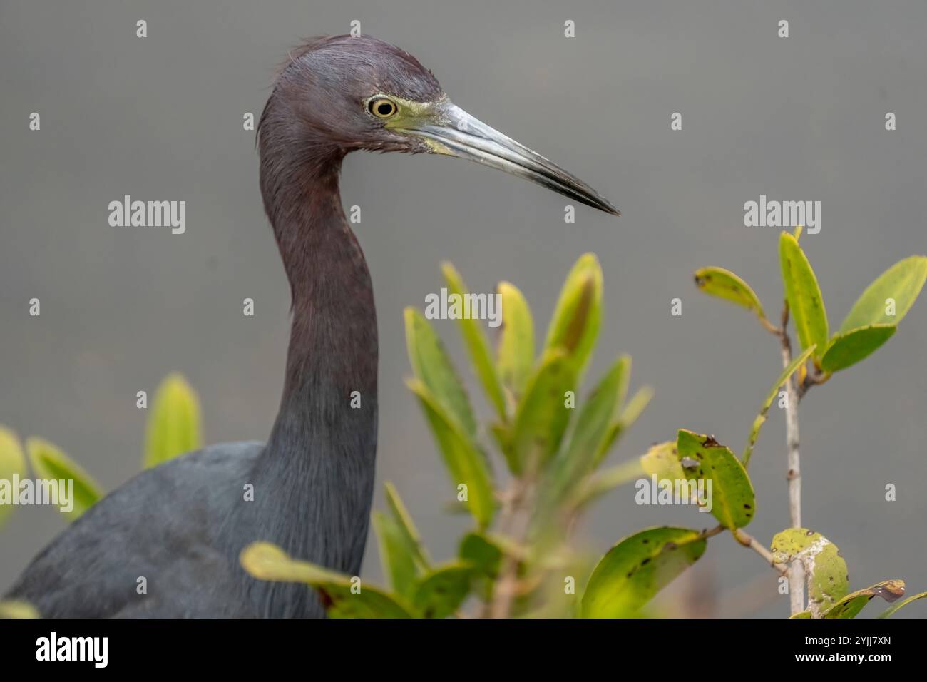 Little Blue Heron, Merritt Island National Wildlife Refuge, Florida ...