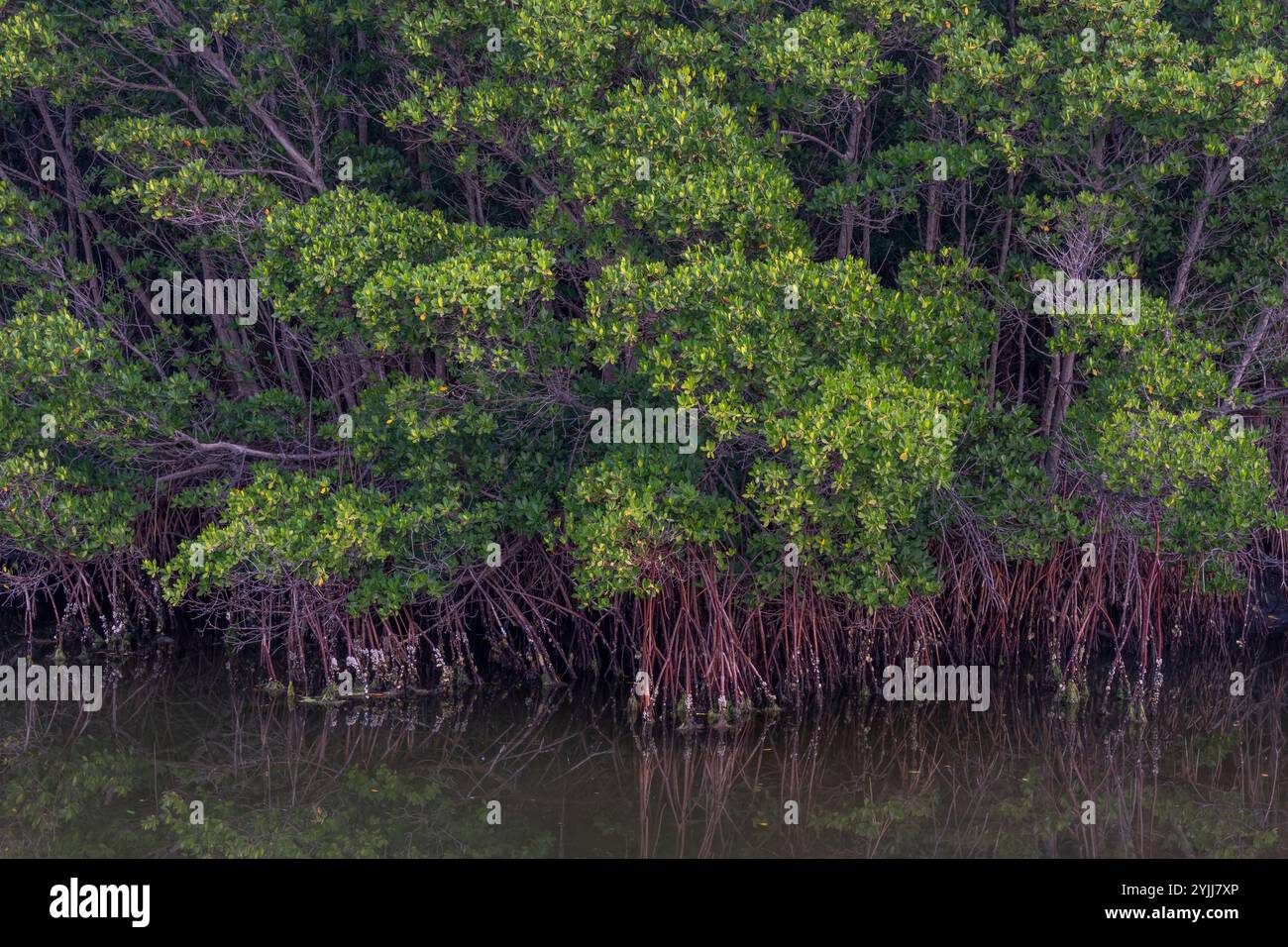 Red mangroves, near Fort Pierce, Florida Stock Photo - Alamy