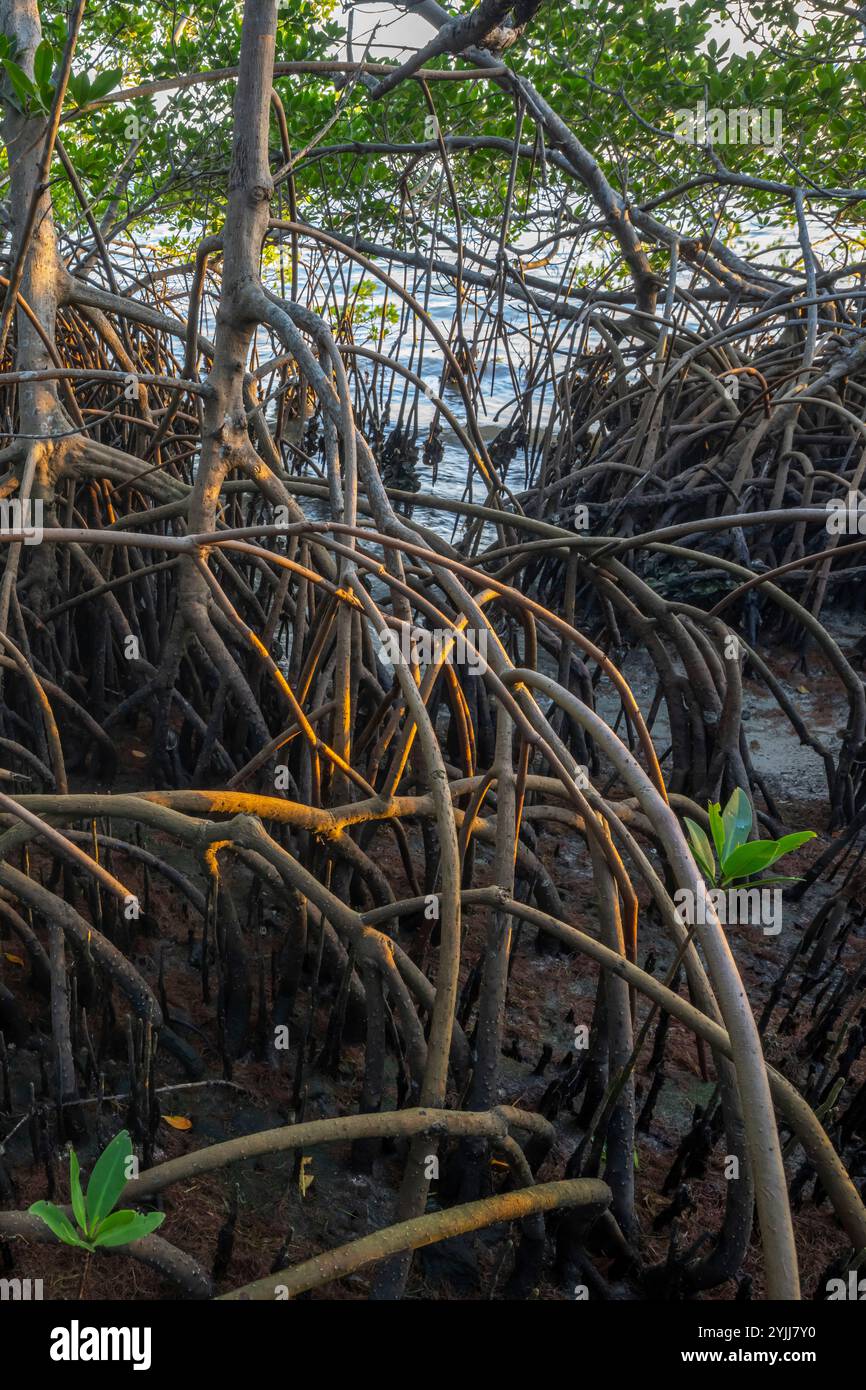 Red Mangroves, near Fort Pierce, Florida Stock Photo - Alamy