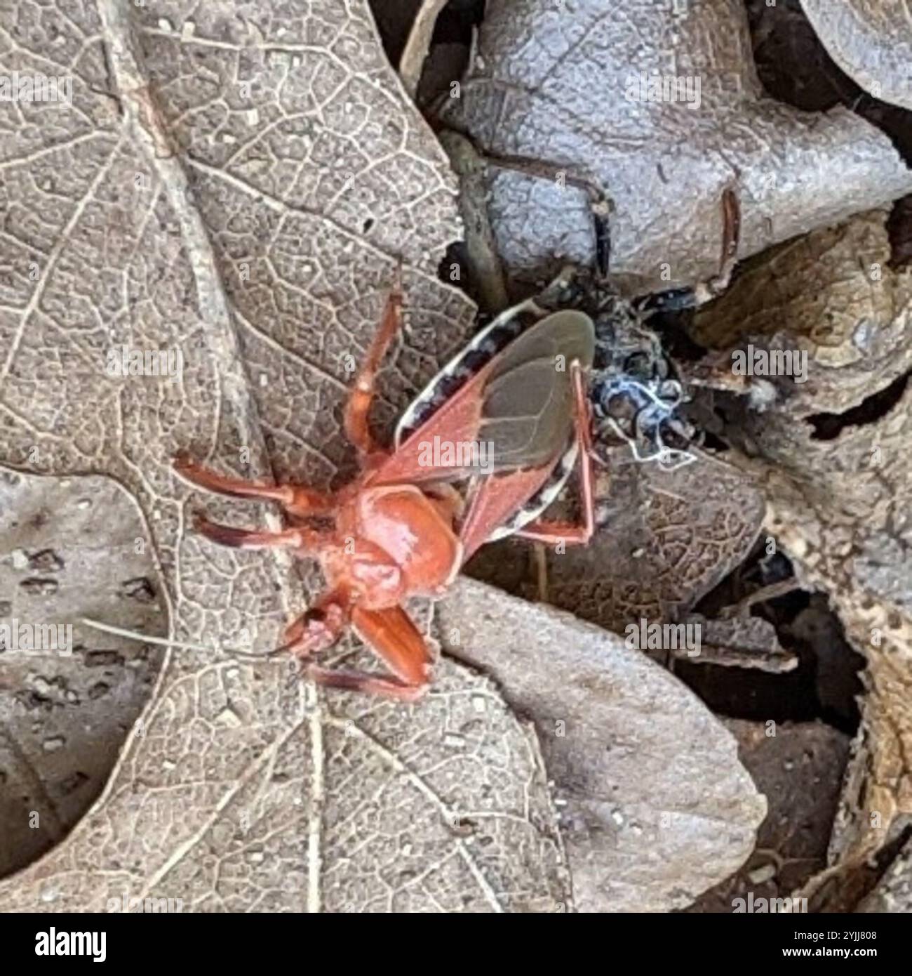 Plains Bee Assassin (Apiomerus spissipes Stock Photo - Alamy