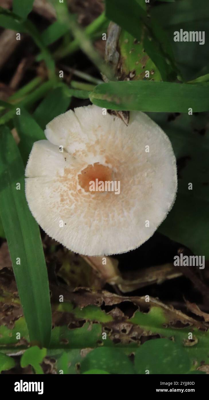 Stinking dapperling hi-res stock photography and images - Alamy