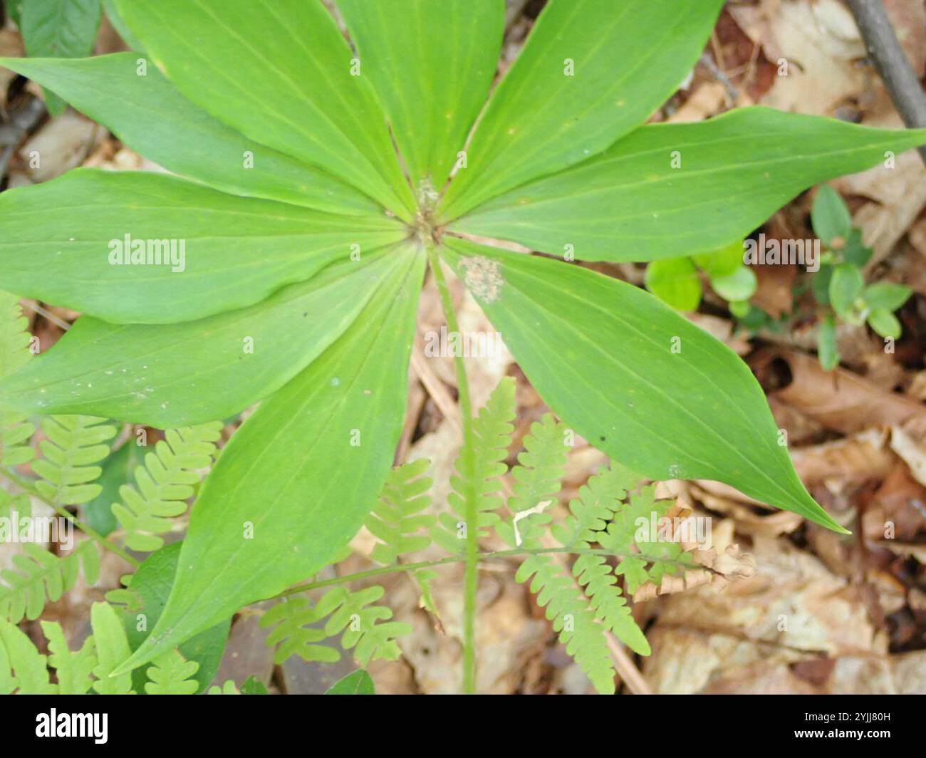 Cucumber Root (Medeola virginiana Stock Photo - Alamy