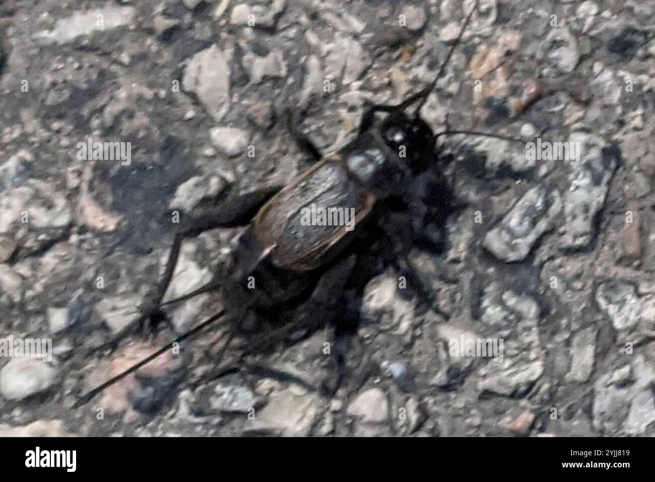 Fall field cricket hi-res stock photography and images - Alamy