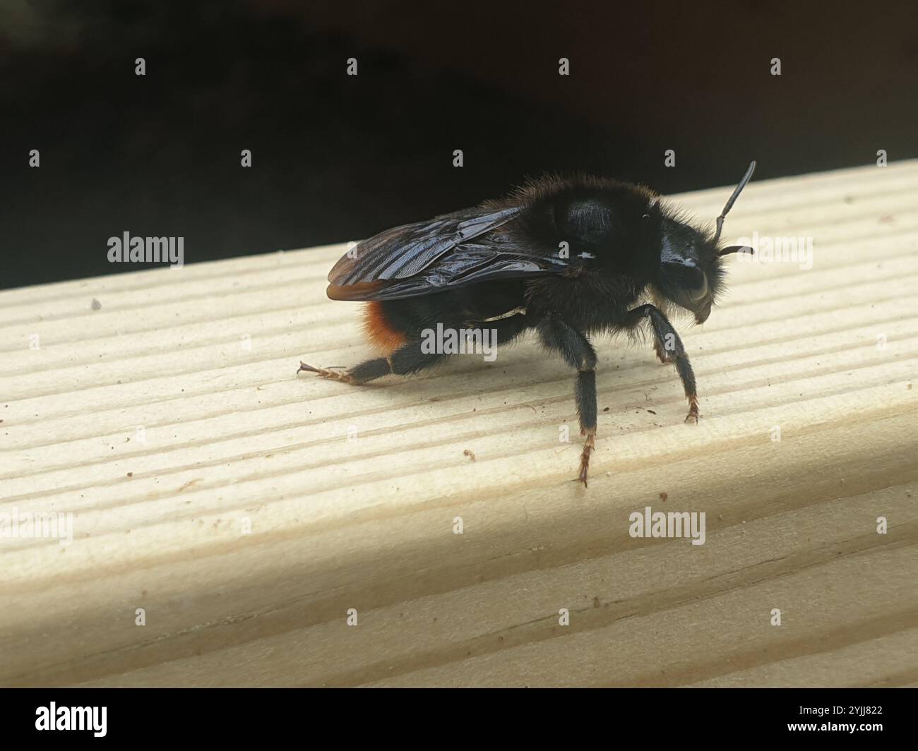 Hill Cuckoo Bumble bee (Bombus rupestris Stock Photo - Alamy