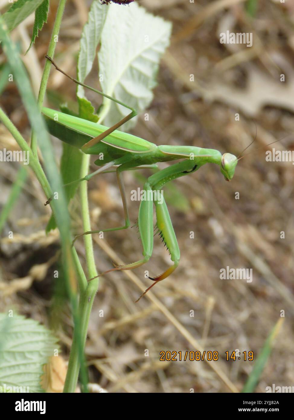 European Mantis (Mantis religiosa Stock Photo - Alamy