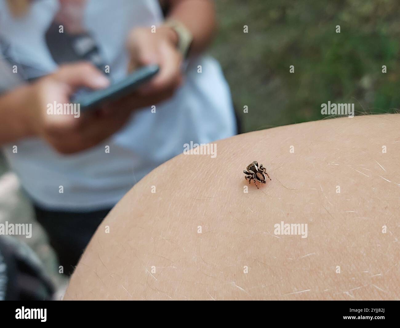 Woodland Jumping Spider (Evarcha falcata Stock Photo - Alamy