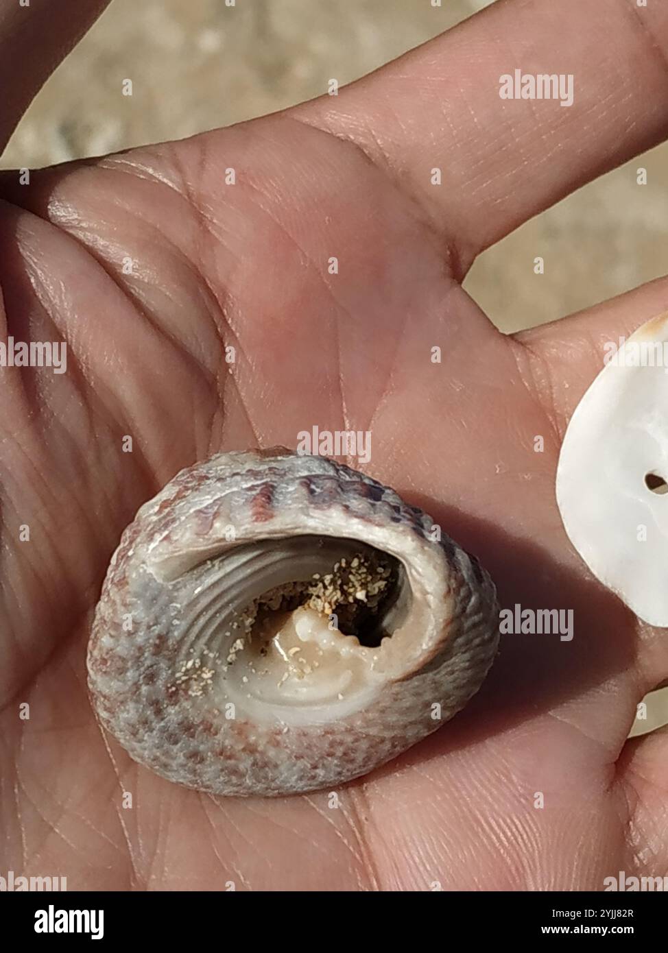 Trochus maculatus hi-res stock photography and images - Alamy