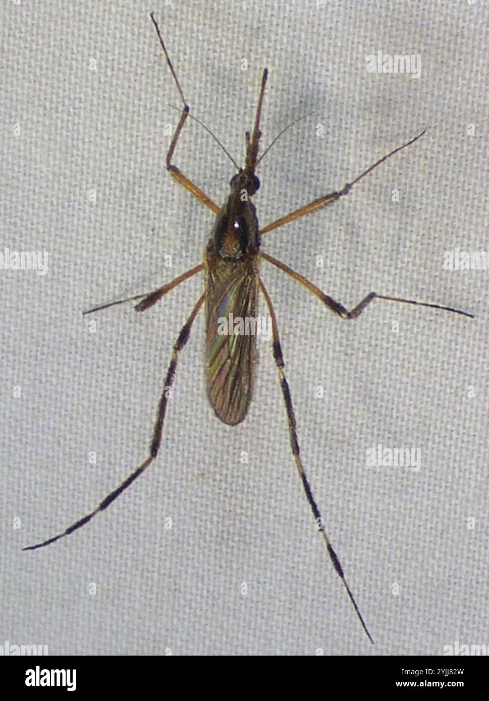 Gallinipper hi-res stock photography and images - Alamy