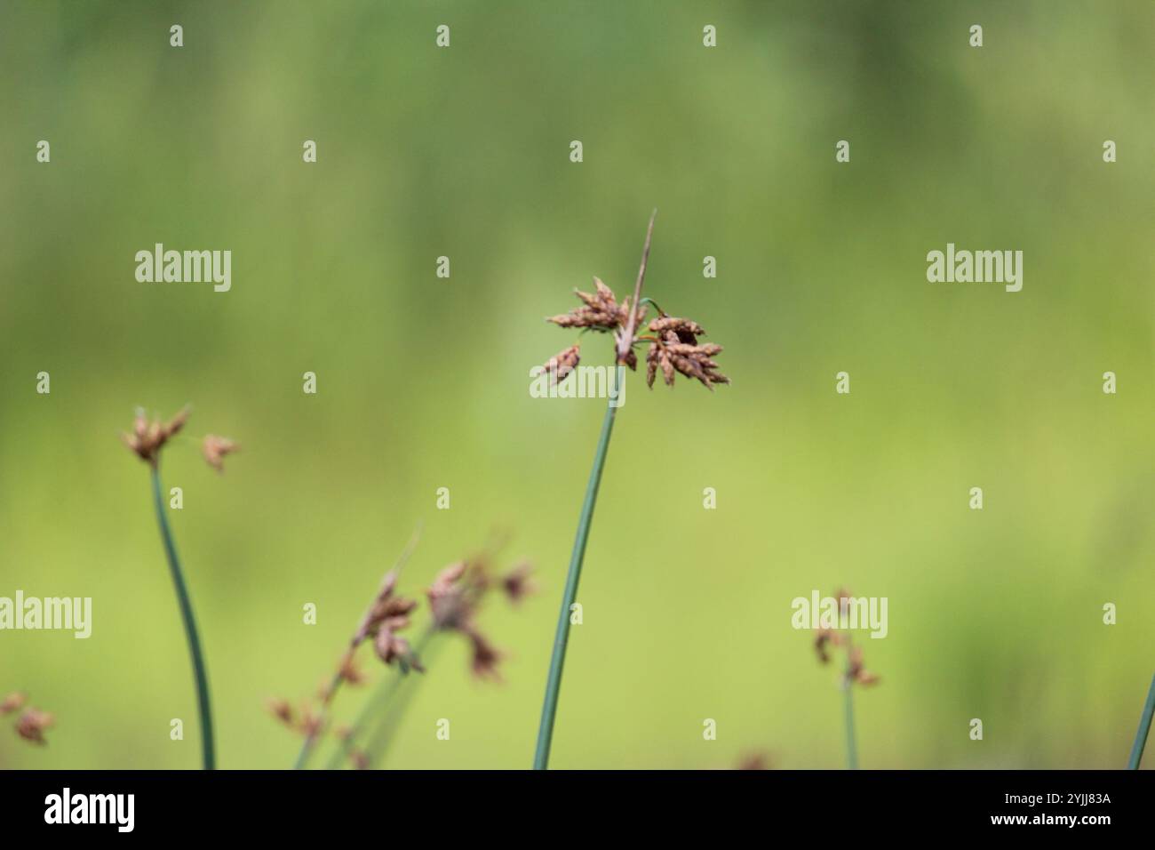 Common club rush hi-res stock photography and images - Alamy
