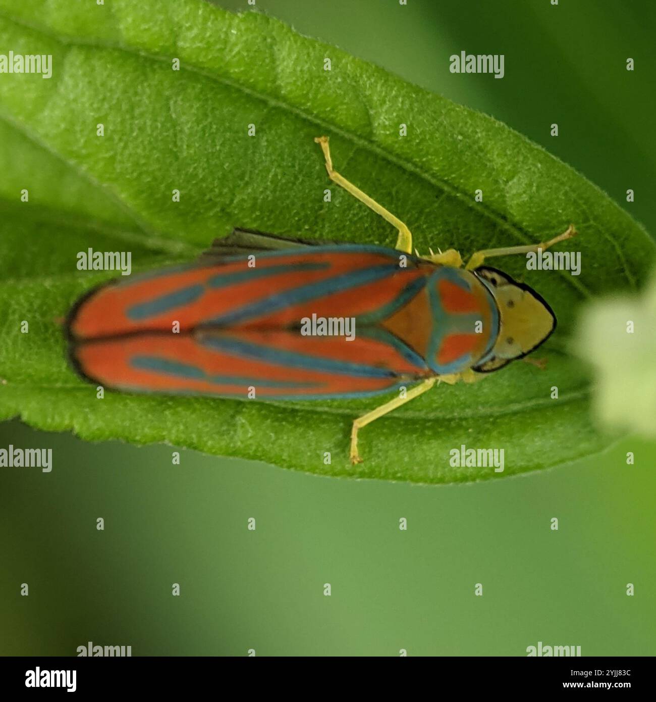 Red-banded Leafhopper (Graphocephala coccinea Stock Photo - Alamy