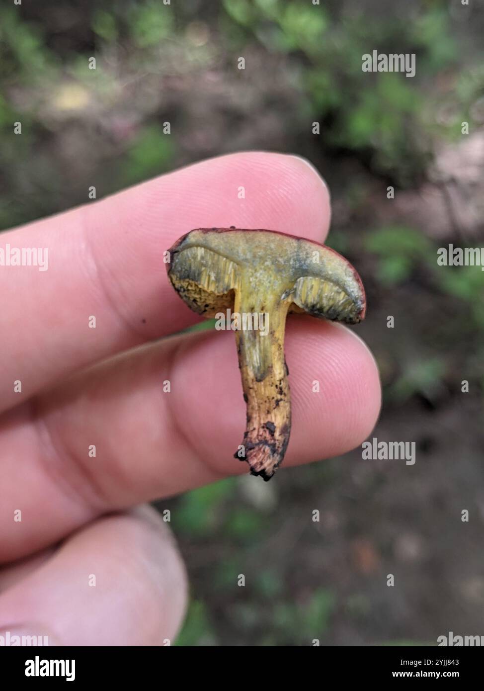 Ruby Bolete (Hortiboletus rubellus Stock Photo - Alamy