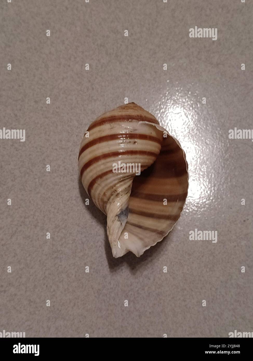 banded tun snail (Tonna sulcosa Stock Photo - Alamy