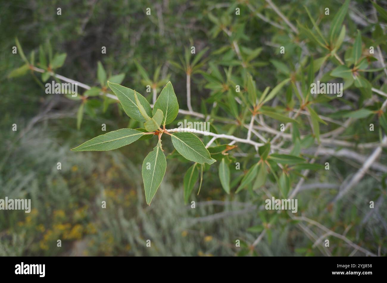 Narrowleaf Cottonwood (Populus angustifolia Stock Photo - Alamy