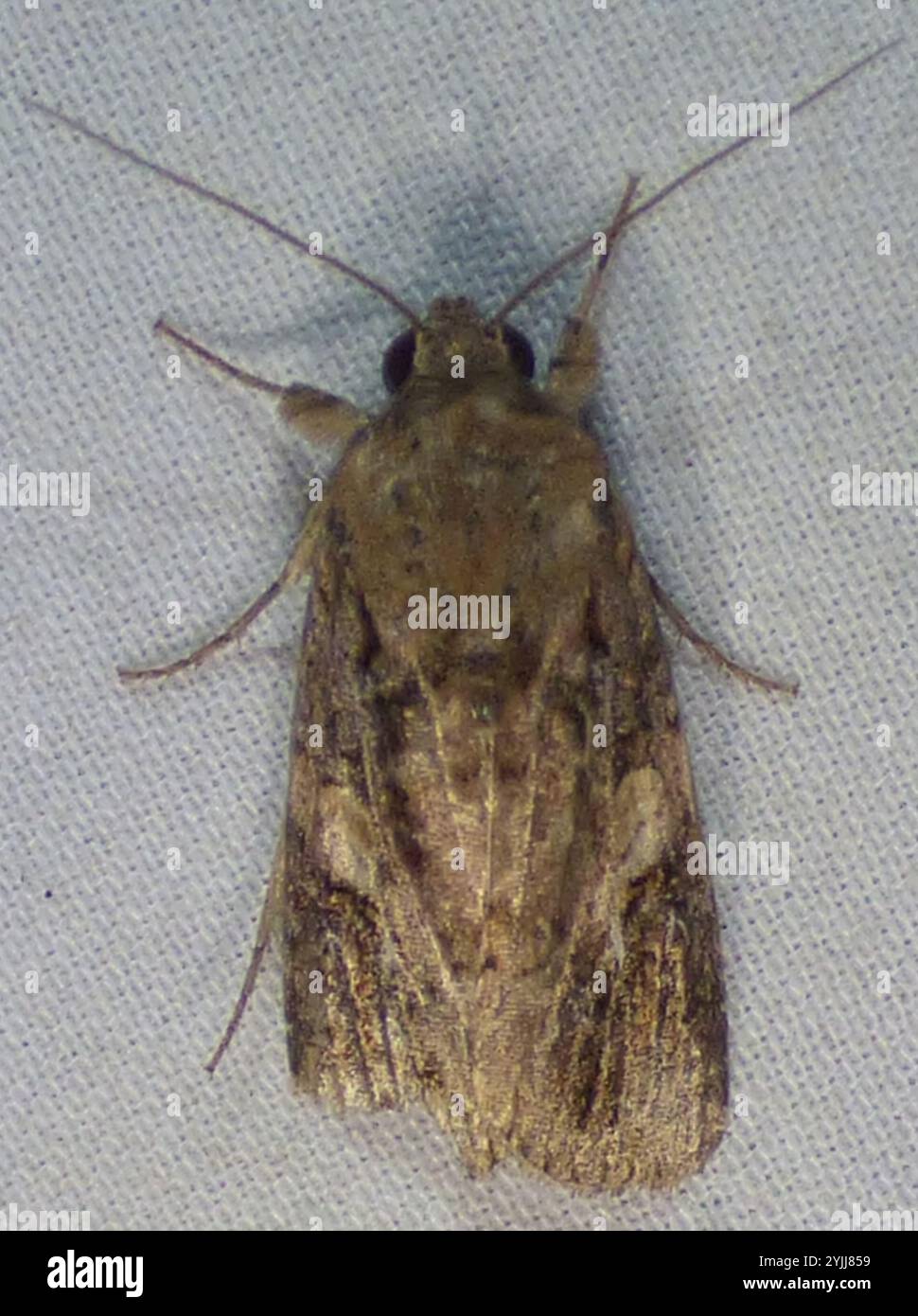 Fall Armyworm Moth (Spodoptera frugiperda Stock Photo - Alamy