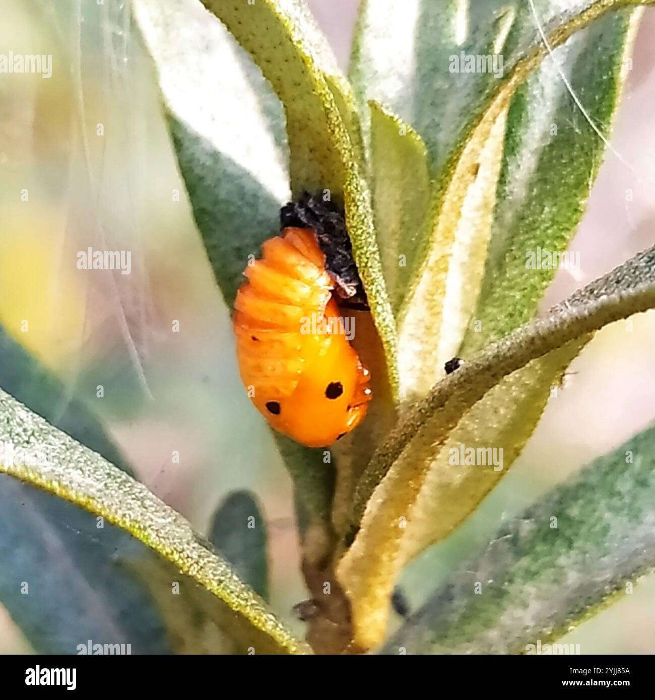 Seven-spotted Lady Beetle (Coccinella septempunctata Stock Photo - Alamy