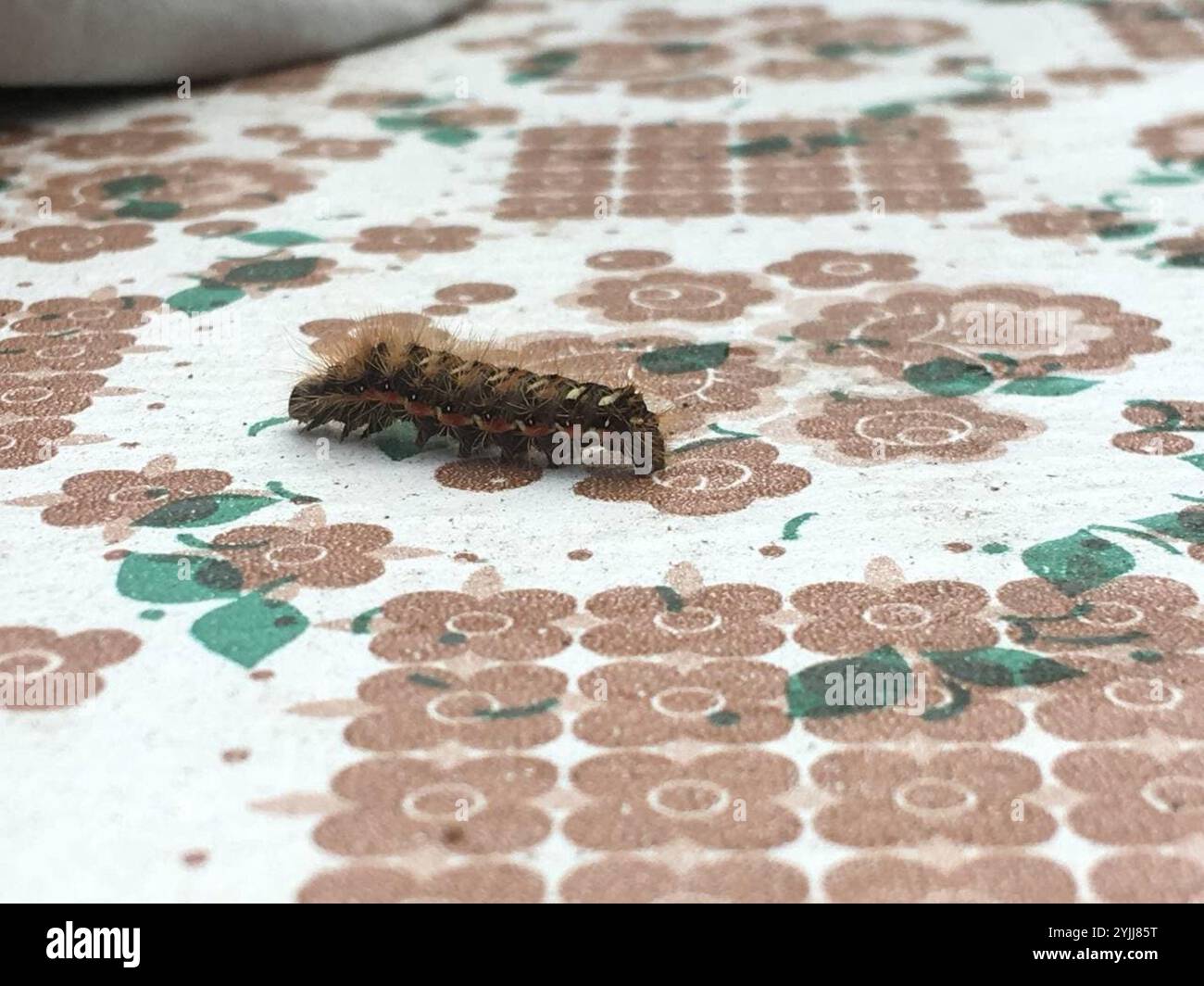 Knot Grass Moth (Acronicta rumicis Stock Photo - Alamy