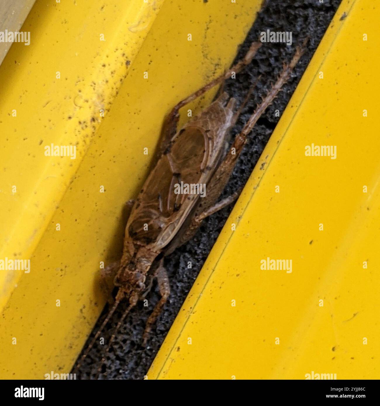 Hapithus hi-res stock photography and images - Alamy