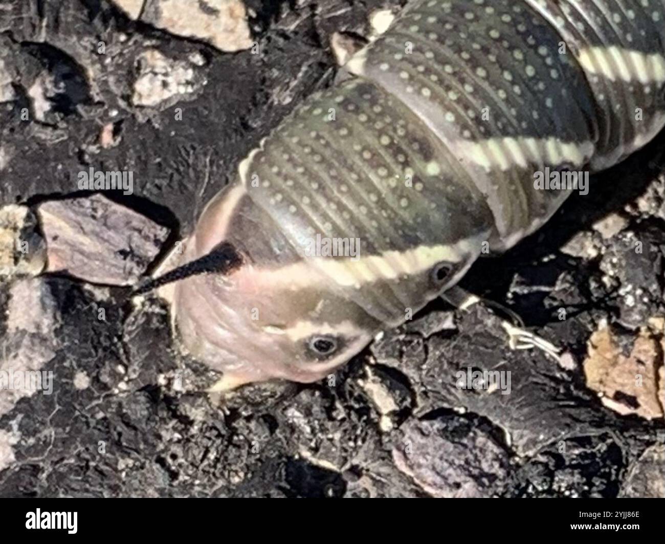 Five-spotted Hawk Moth (Manduca quinquemaculatus Stock Photo - Alamy