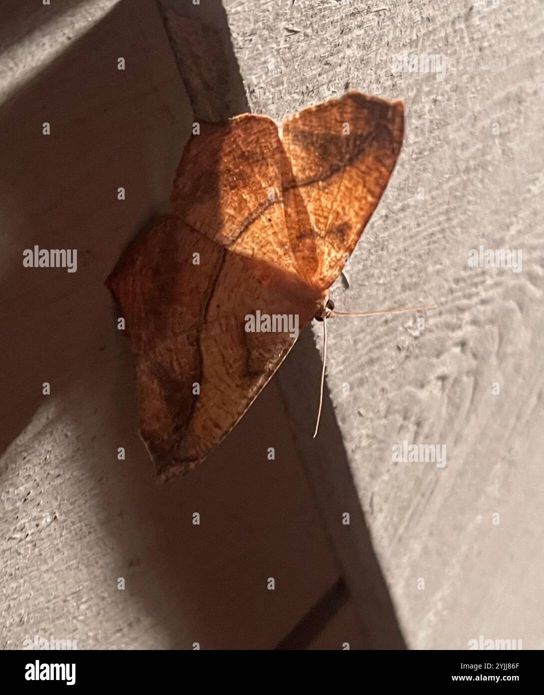 Large Maple Spanworm Moth (Prochoerodes lineola Stock Photo - Alamy