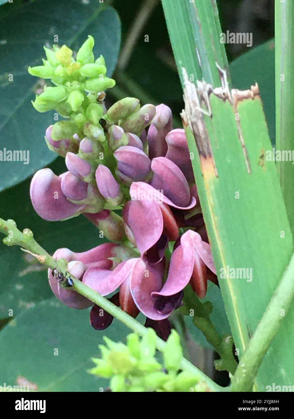 American groundnut (Apios americana Stock Photo - Alamy
