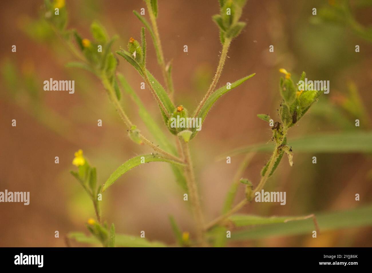mountain tarweed (Madia glomerata Stock Photo - Alamy