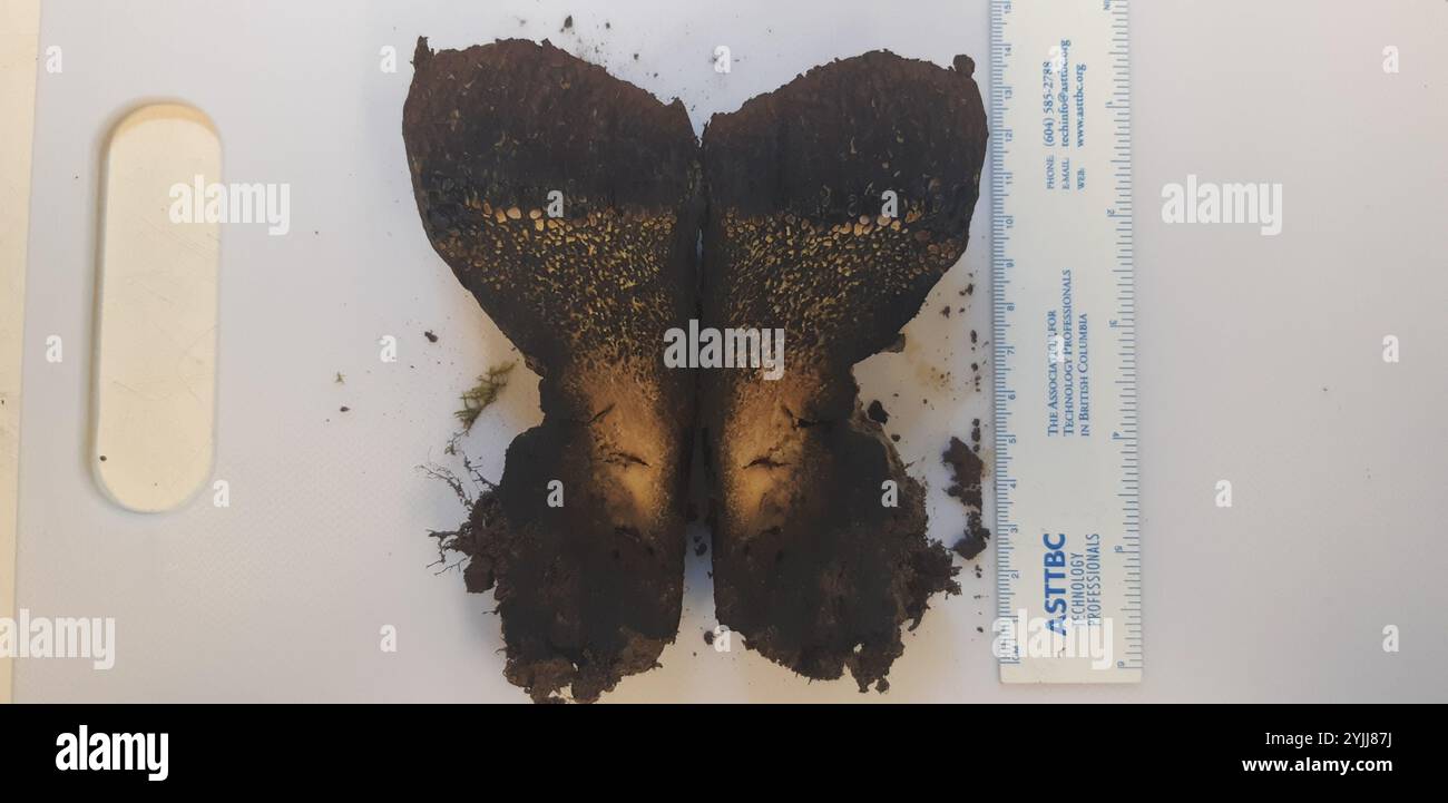 American Dyeball (Pisolithus arenarius Stock Photo - Alamy