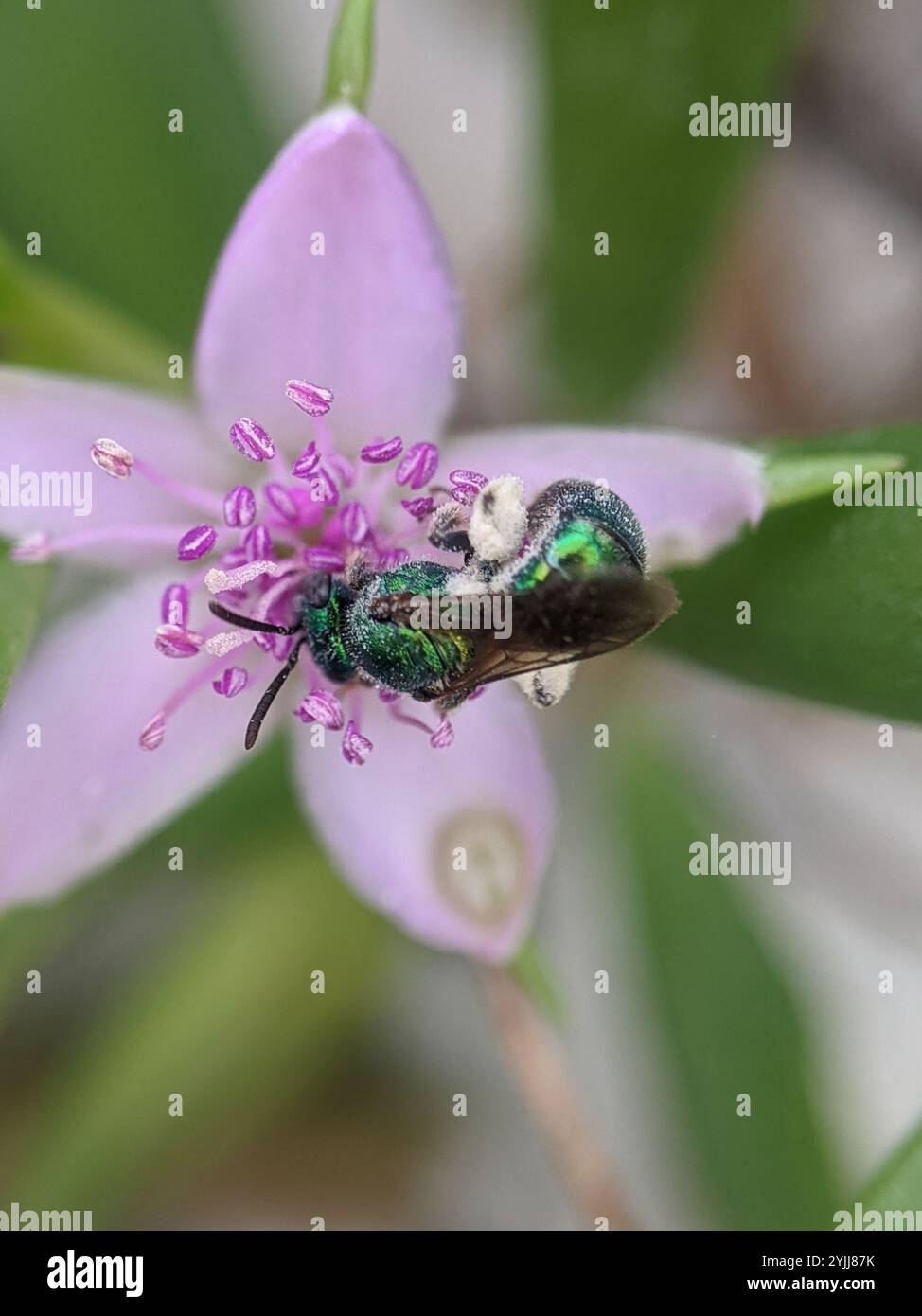 Augochlorella hi-res stock photography and images - Alamy