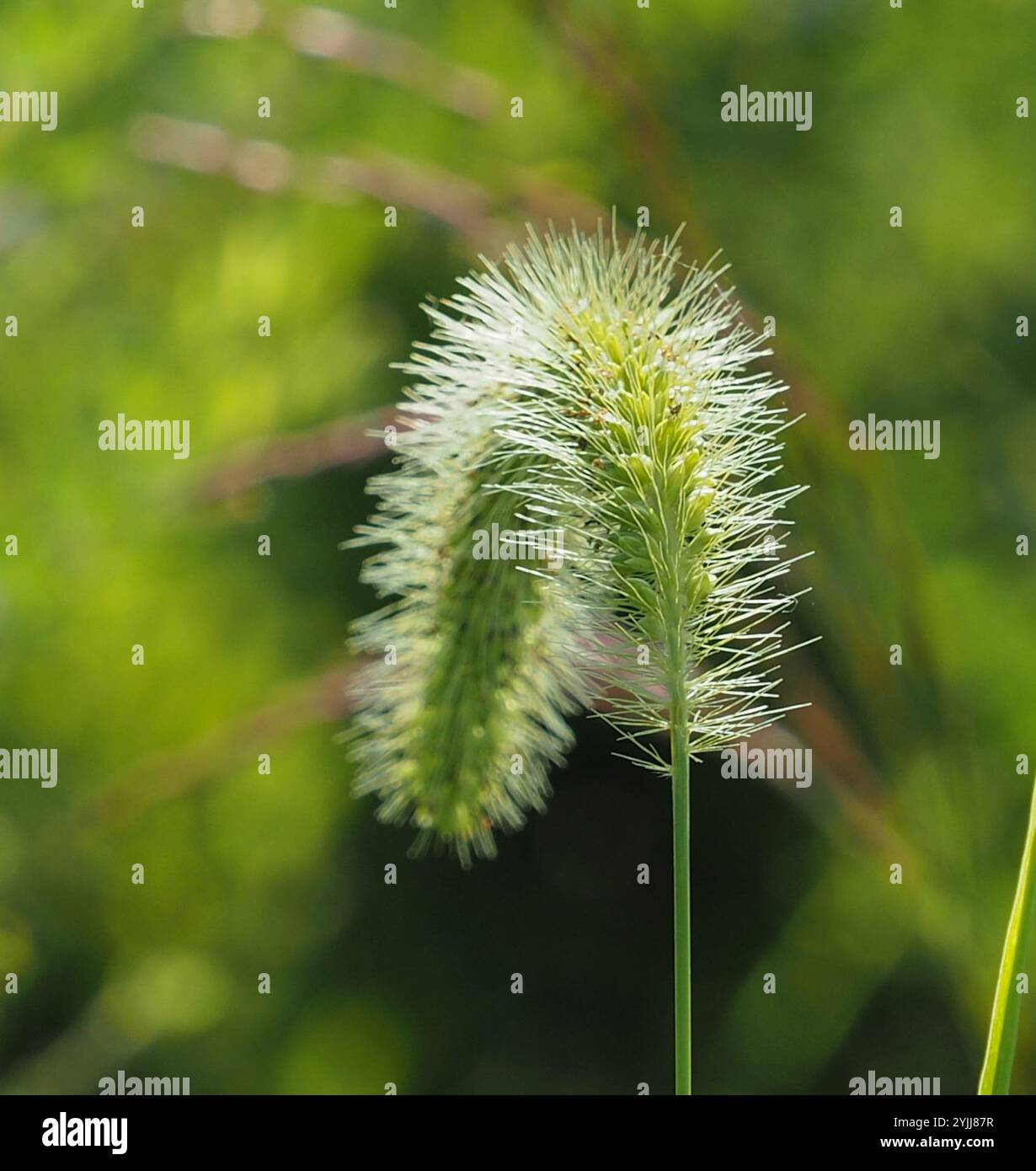 giant foxtail (Setaria faberi Stock Photo - Alamy