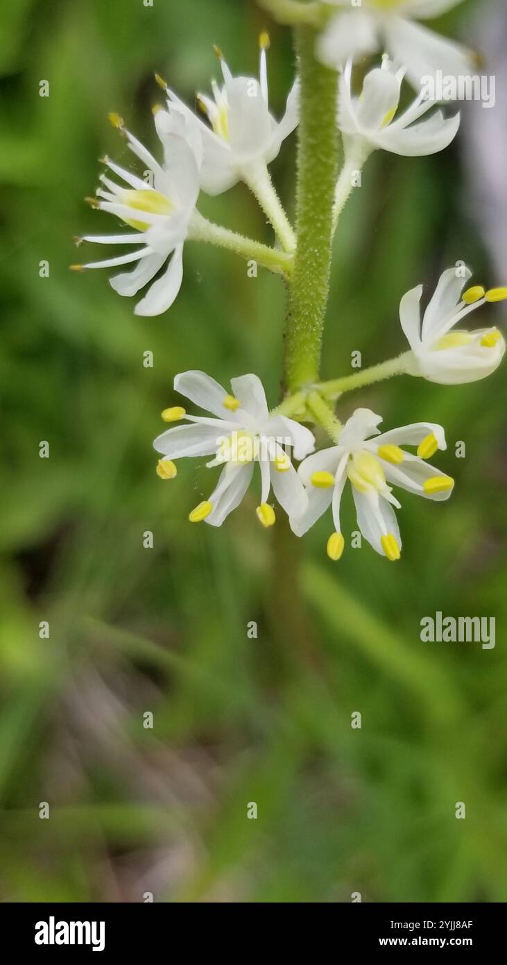 western false asphodel (Triantha occidentalis Stock Photo - Alamy