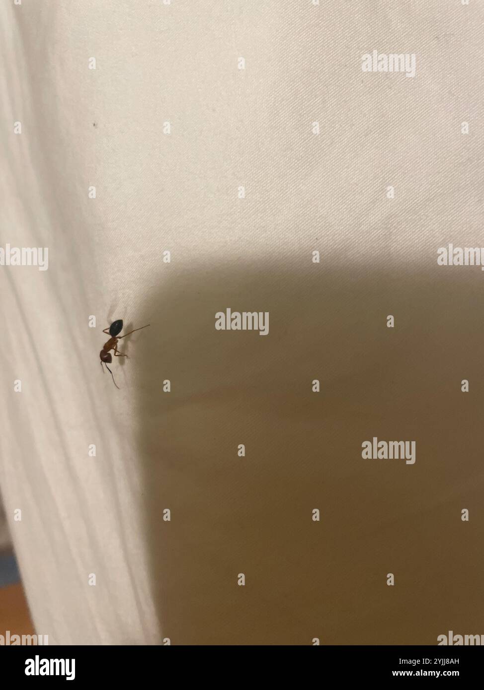 Florida Carpenter Ant (Camponotus floridanus Stock Photo - Alamy