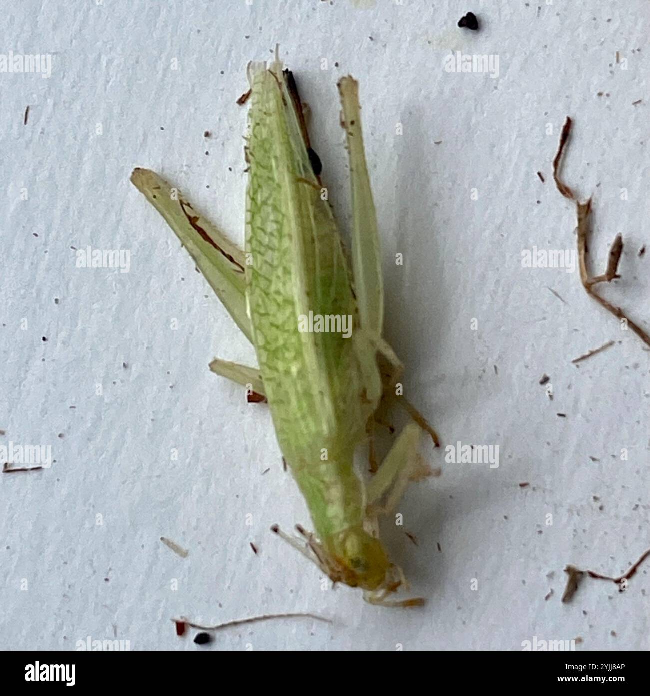 Common Tree Crickets (Oecanthus Stock Photo - Alamy