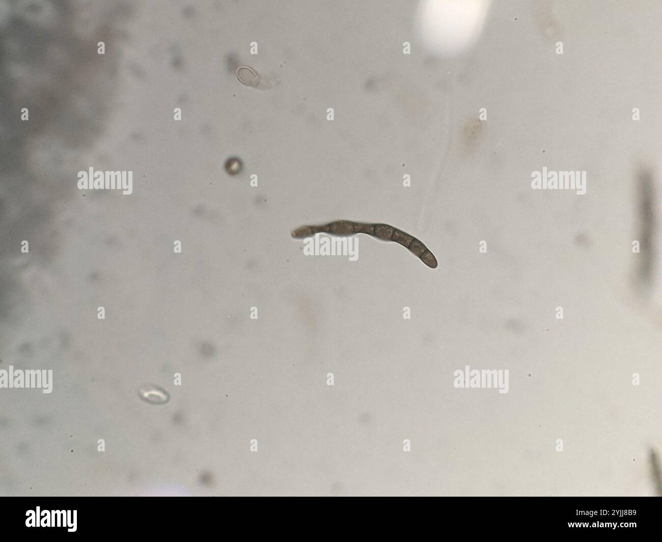 Earth Tongues (Geoglossum Stock Photo - Alamy