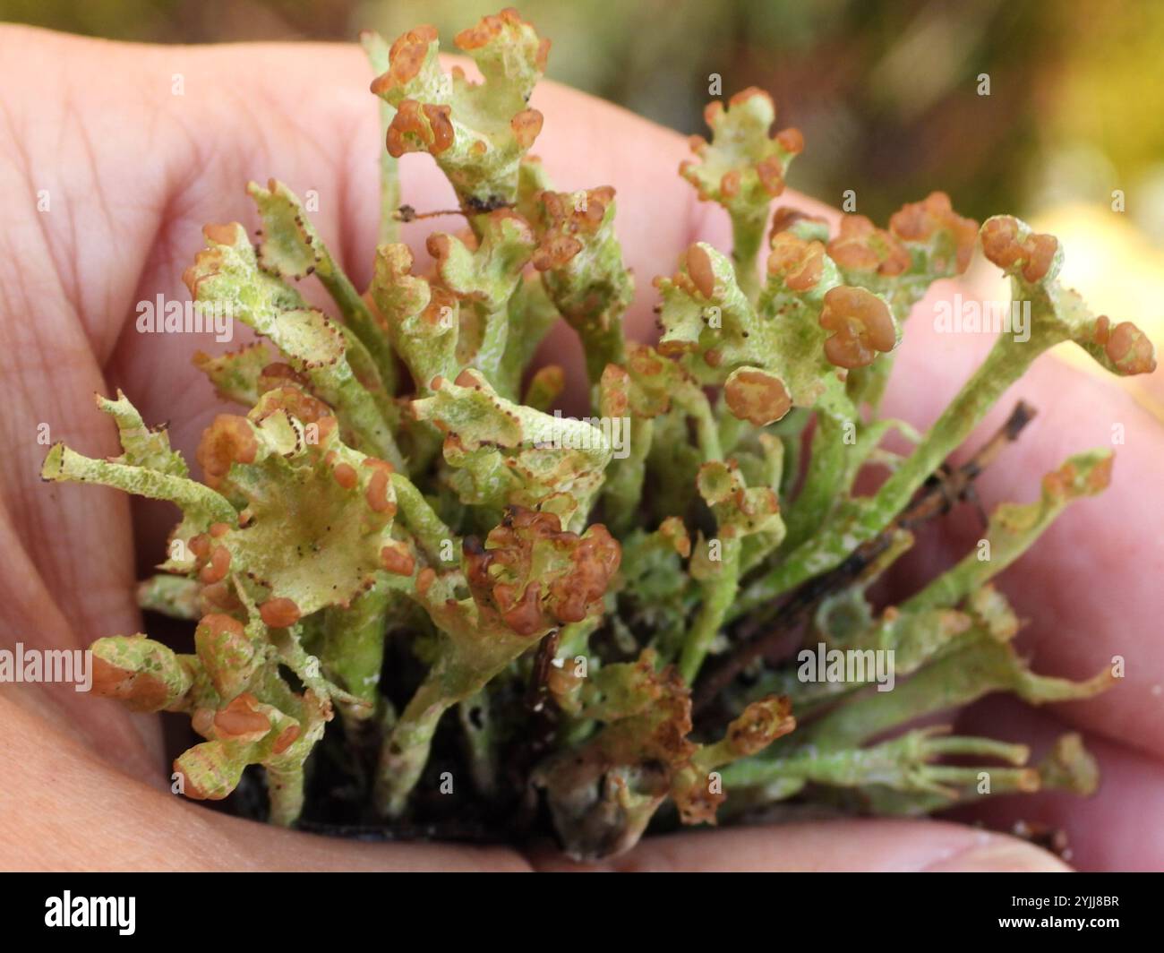 Bronzed Pixie Lichen (Cladonia gracilis turbinata Stock Photo - Alamy