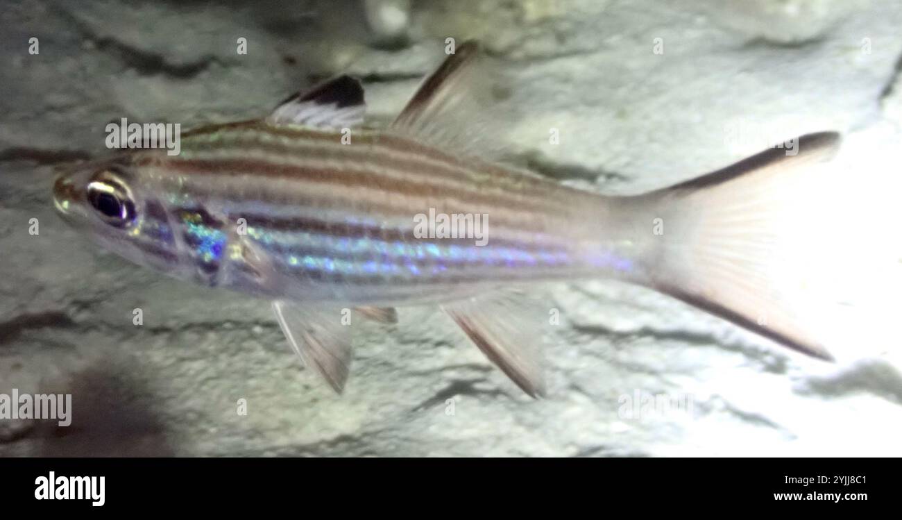 Tiger Cardinalfish (Cheilodipterus macrodon Stock Photo - Alamy