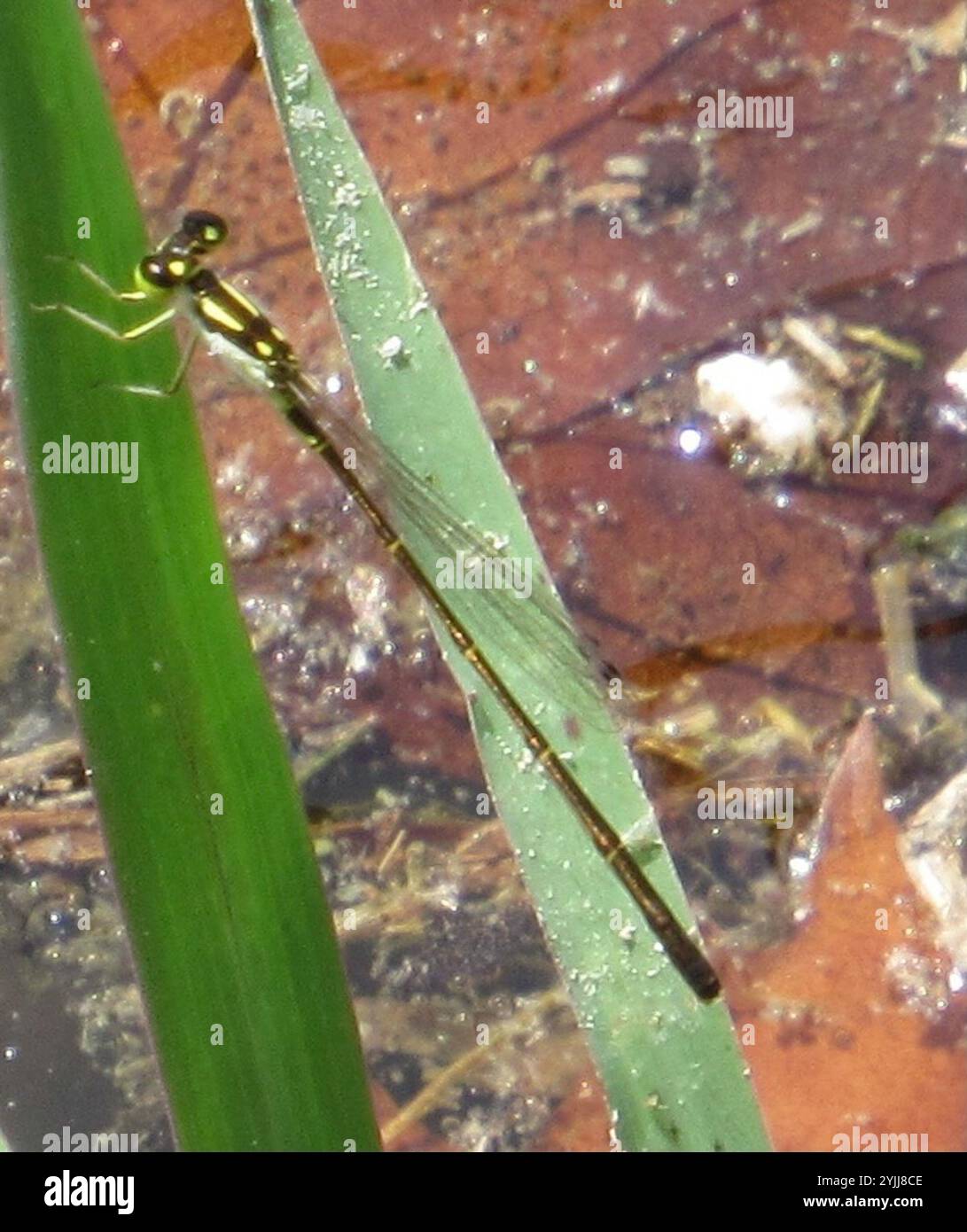 Fragile Forktail (Ischnura posita Stock Photo - Alamy