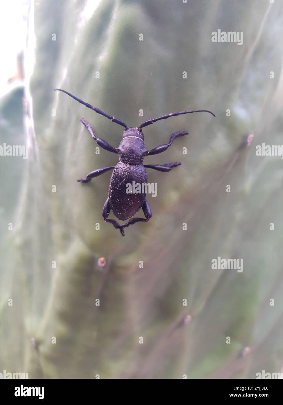 Giant Cactus Longhorn Beetle (Moneilema gigas Stock Photo - Alamy